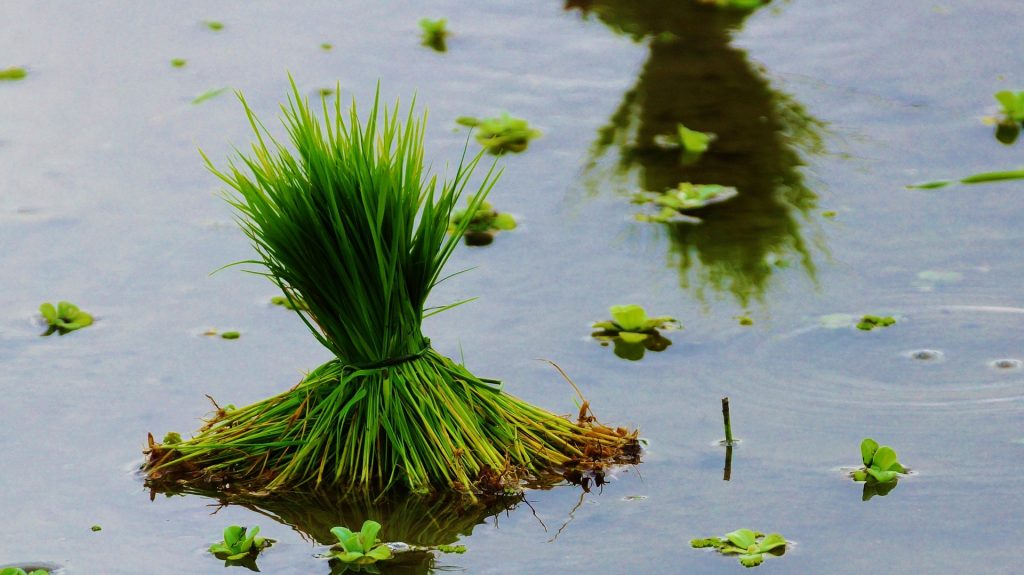 Rice Plants SpiceBreeze rice-plants-spicebreeze
