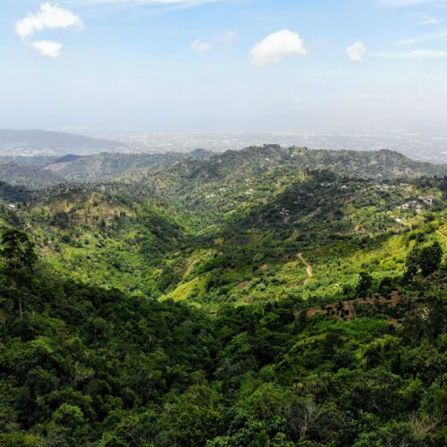 Jamaican Blue Mountains | SpiceBreeze